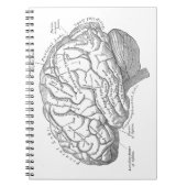 Vintage Brain Anatomy Notebook | Zazzle