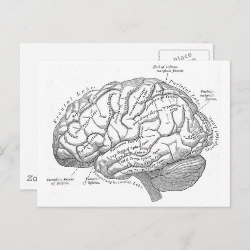 Vintage Brain Anatomy Postcard | Zazzle