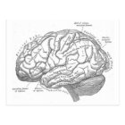 Anatomy of The Human Body Postcard | Zazzle.com