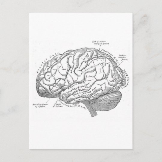 Vintage Brain Anatomy Postcard | Zazzle.com