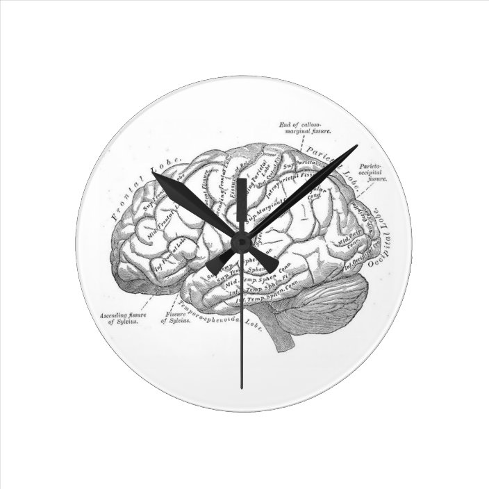 Vintage Brain Anatomy Round Clock | Zazzle.com