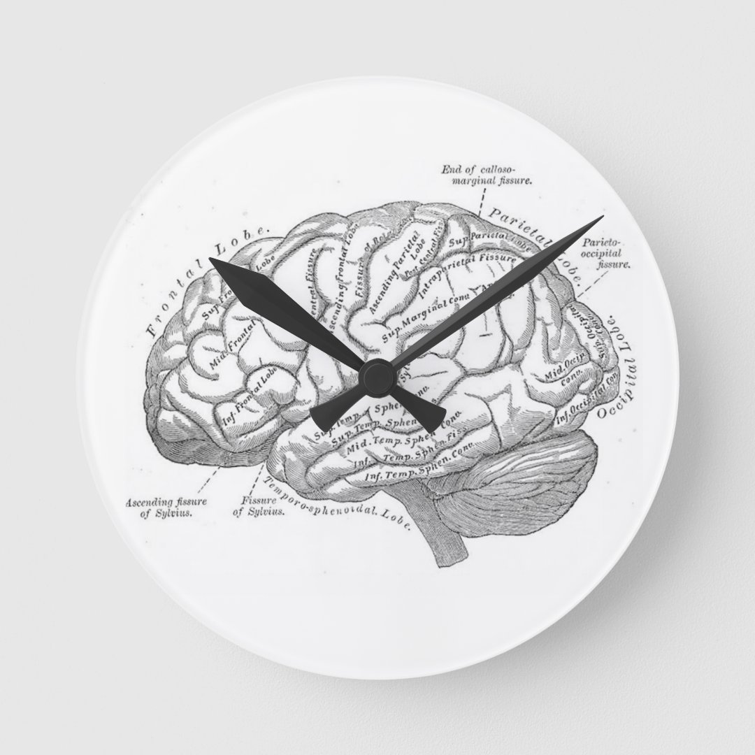 Vintage Brain Anatomy Round Clock | Zazzle
