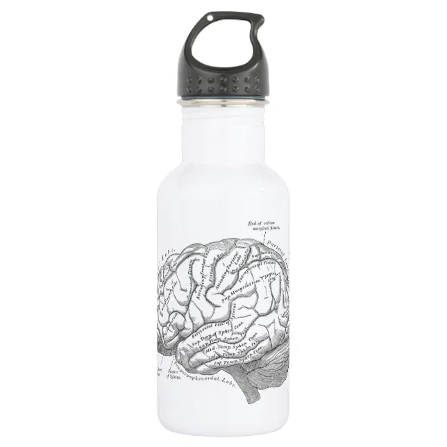 Vintage Brain Anatomy Water Bottle | Zazzle