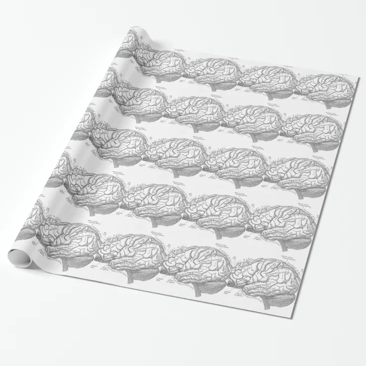 Vintage Brain Anatomy Wrapping Paper | Zazzle