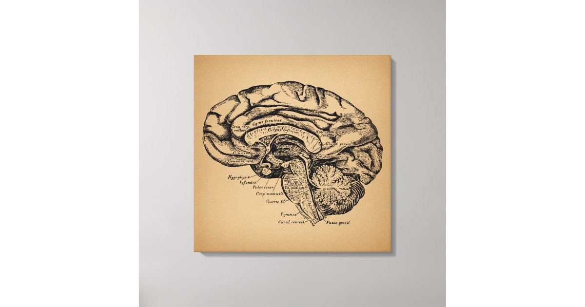 Vintage Brain Diagram Antique Medical Anatomy Art Canvas Print | Zazzle