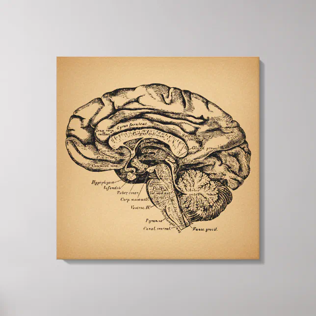 Vintage Brain Diagram Antique Medical Anatomy Art Canvas Print | Zazzle