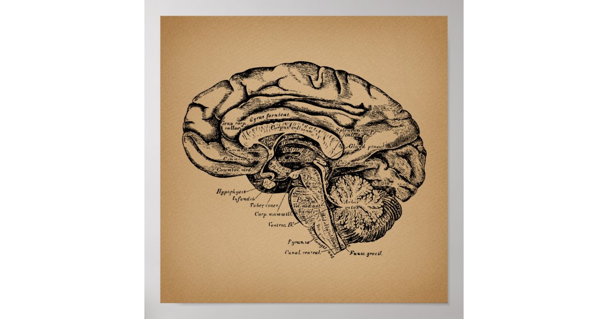 Vintage Brain Diagram Antique Medical Anatomy Art Poster | Zazzle