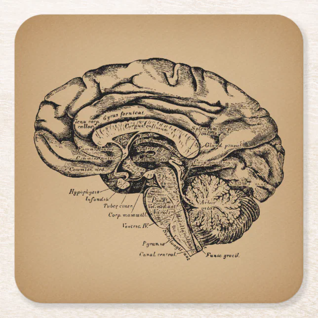 Vintage Brain Diagram Antique Medical Anatomy Art Square Paper Coaster ...