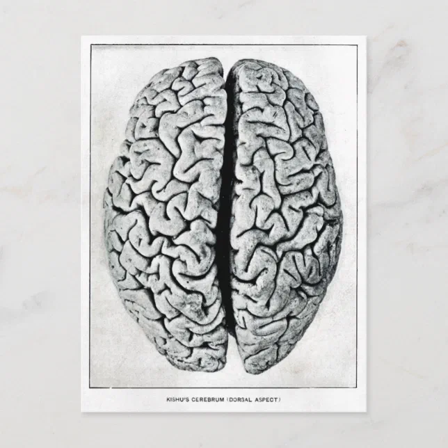 Vintage Brain Postcard | Zazzle