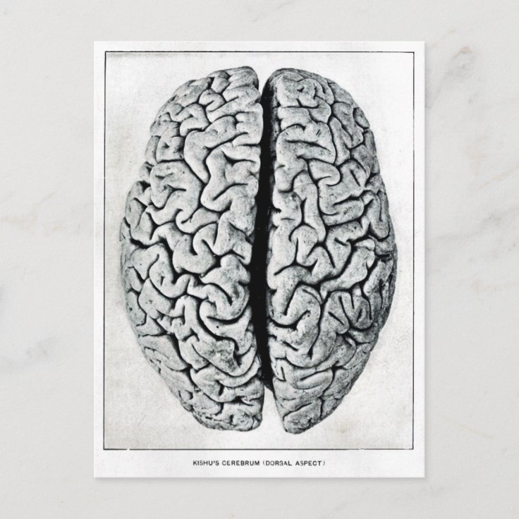 Vintage Brain Postcard | Zazzle