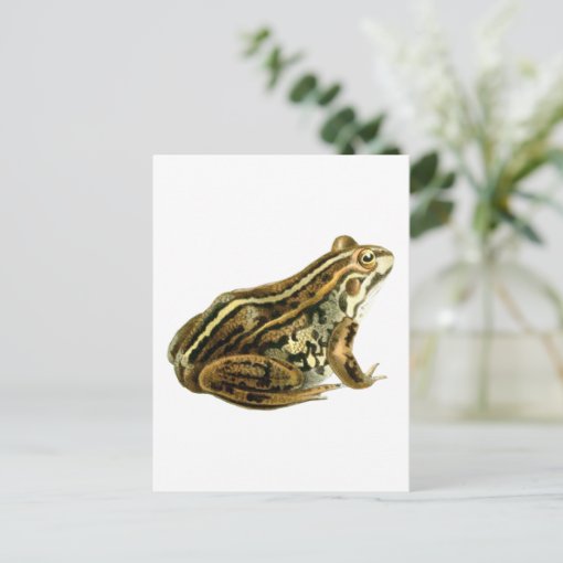 Vintage Brown Frog Illustration Postcard | Zazzle