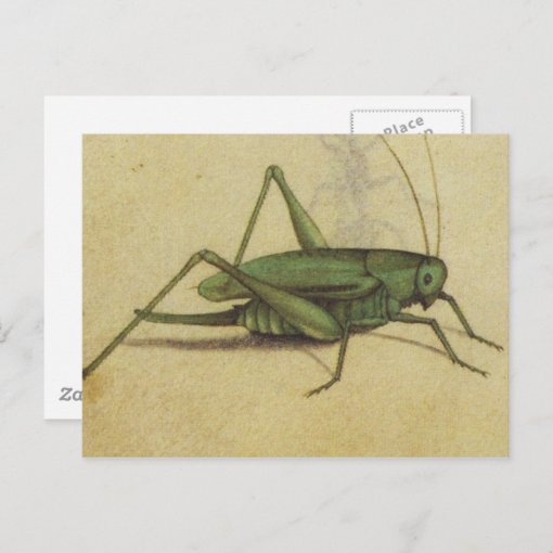 Vintage Bug Cricket Insect Postcard | Zazzle