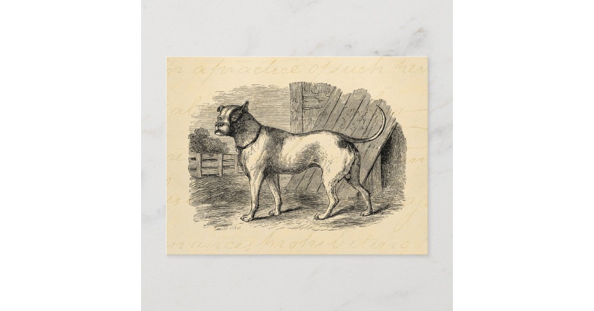 Vintage Bulldog 1800s Bull Dog Illustration - Dogs Postcard | Zazzle