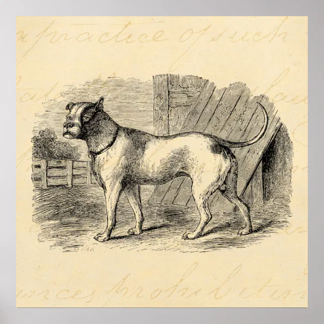 Vintage Bulldog 1800s Bull Dog Illustration - Dogs Poster | Zazzle