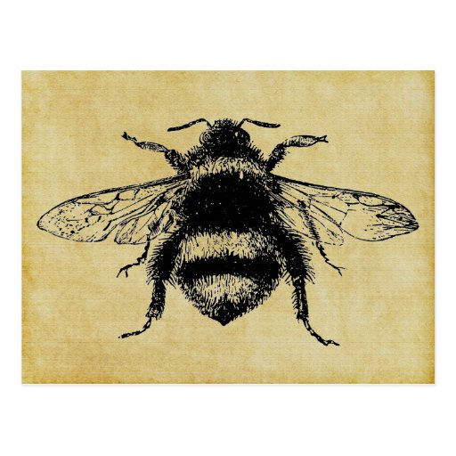 Vintage Bumble bee Postcard | Zazzle