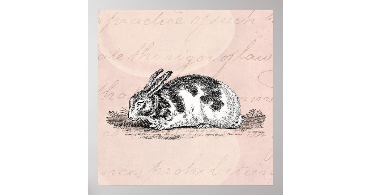 Vintage Bunny Rabbit Illustration - 1800's Rabbits Poster | Zazzle