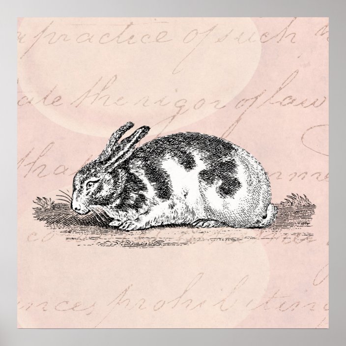 Vintage Bunny Rabbit Illustration - 1800's Rabbits Poster | Zazzle.com