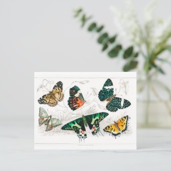 Vintage Butterfly Papillon Old Illustration Art Postcard | Zazzle
