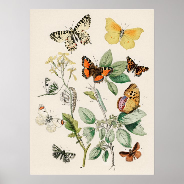 Vintage Butterfly Papillon Old Illustration Art Poster | Zazzle