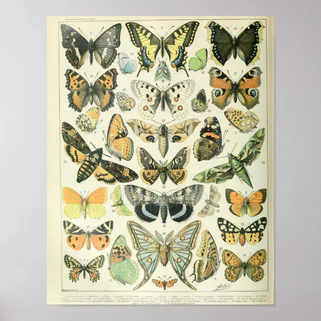 Vintage Butterfly poster | Zazzle