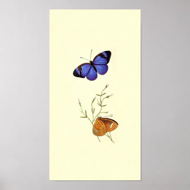 Vintage Butterfly Poster | Zazzle