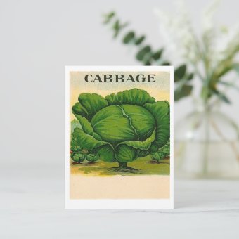vintage cabbage seed packet postcard | Zazzle