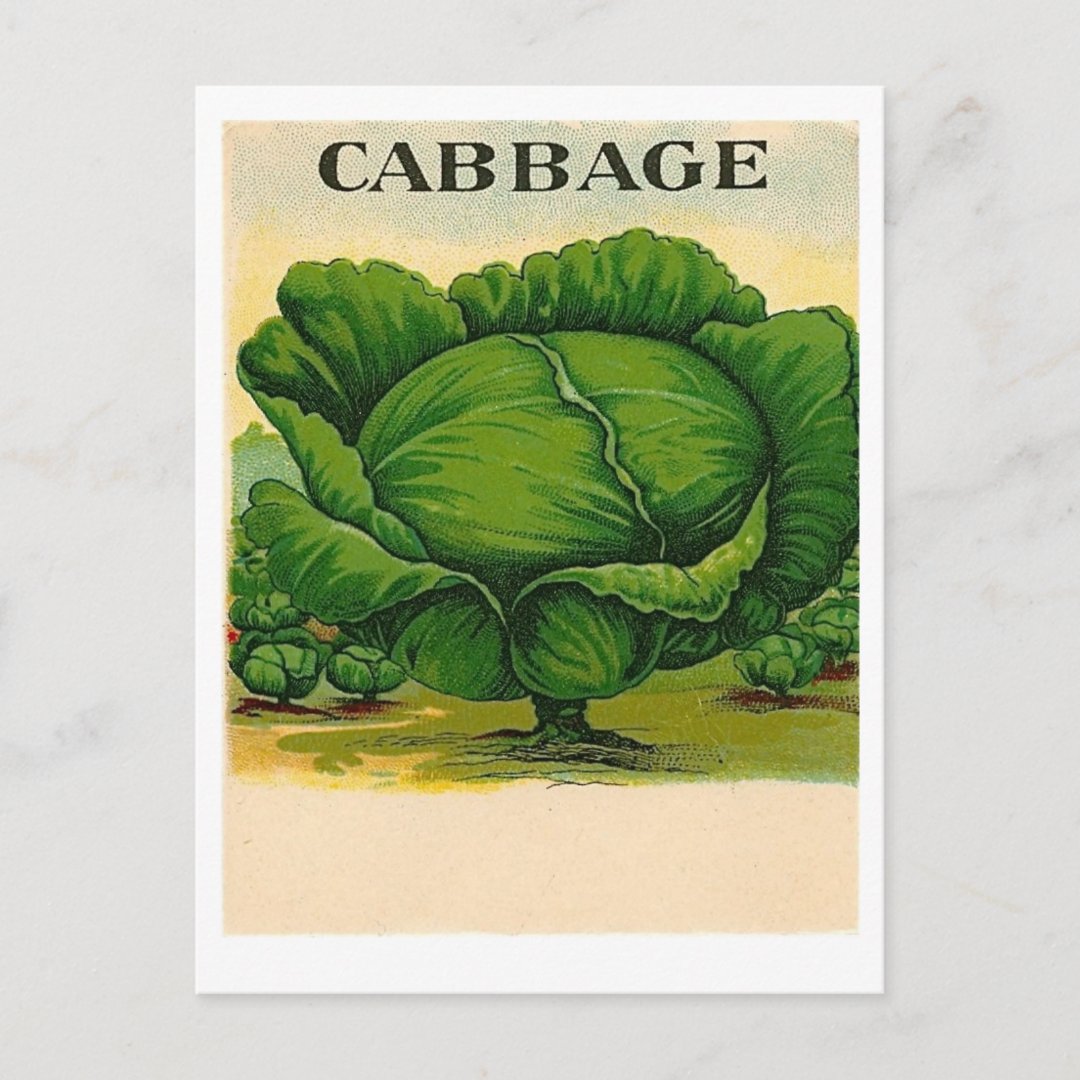 vintage cabbage seed packet postcard | Zazzle