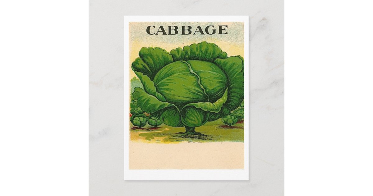 vintage cabbage seed packet postcard | Zazzle