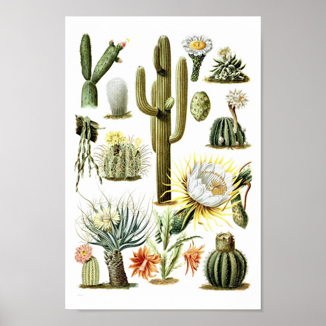 Vintage Cactus Botanical Illustration Poster | Zazzle