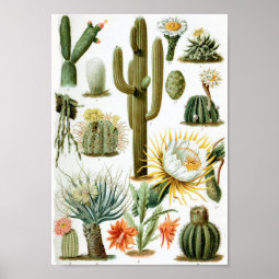 Vintage Cactus Chart | Zazzle