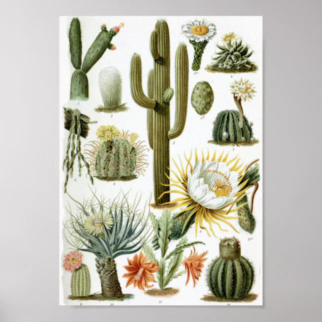 Vintage Cactus Chart | Zazzle