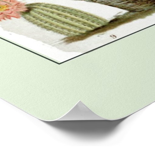 Vintage Cactus Scientific Illustration Poster | Zazzle