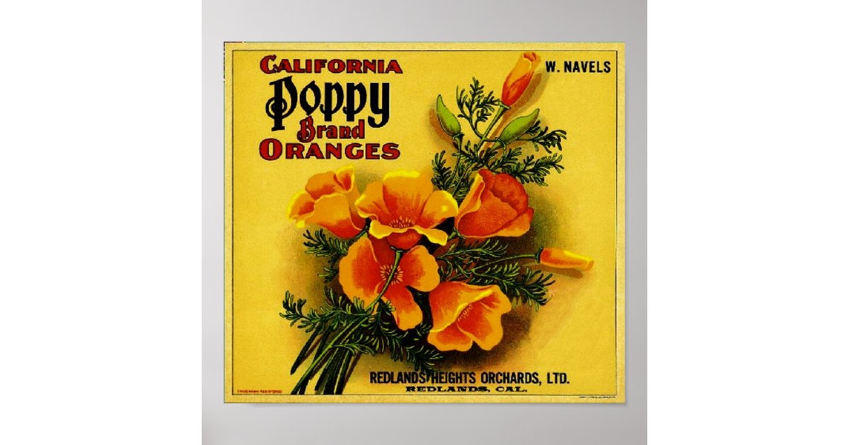 Vintage California Poppy Oranges Poster | Zazzle