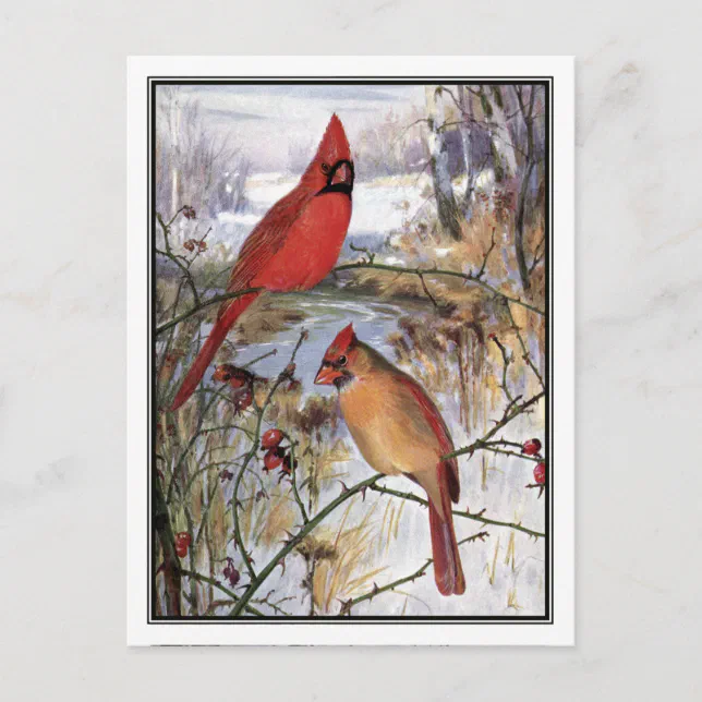 Vintage Cardinal by Robert Bruce Horsfall Postcard | Zazzle