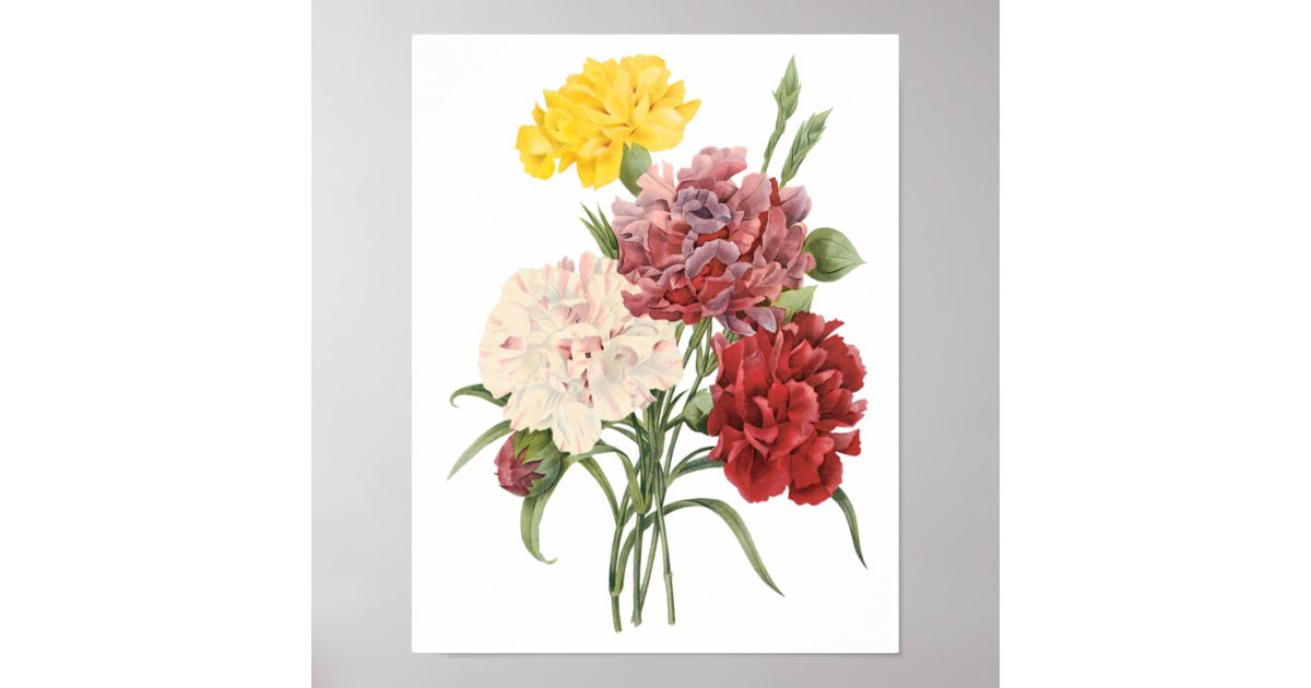 Vintage Carnations Dianthus Garden Flowers Redoute Poster | Zazzle