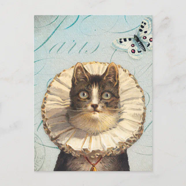 Vintage Cat with Ruff Collar and Butterflies Postcard | Zazzle