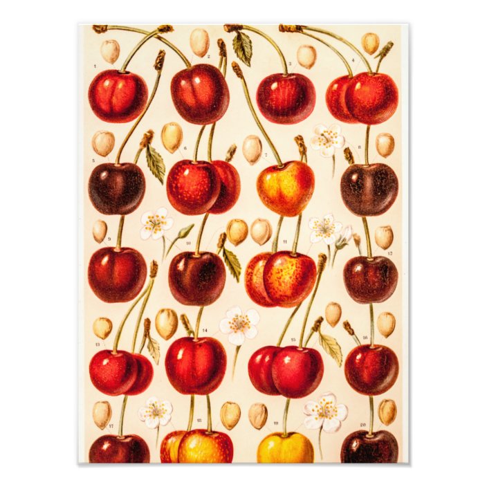 Vintage Cherry Varieties Antique Cherries Fruit Photo Print | Zazzle.com
