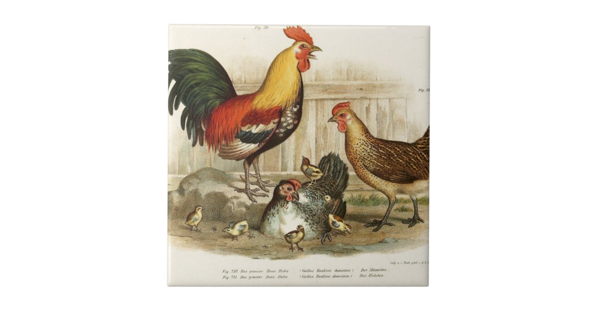 Vintage Chicken family illustration Tile | Zazzle