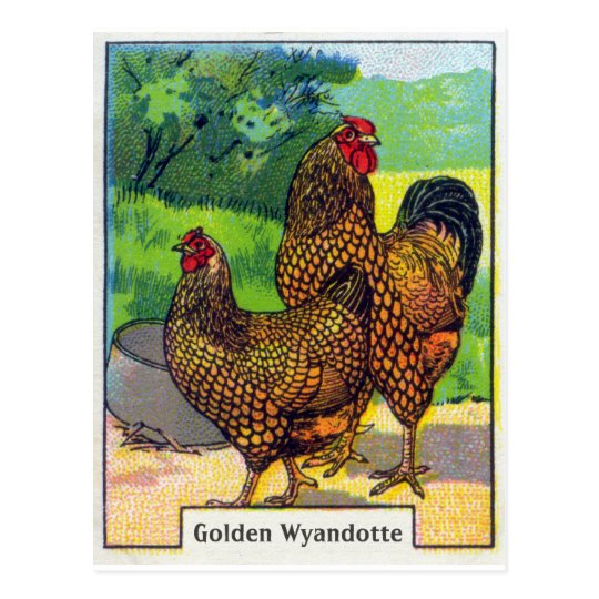 Vintage Chicken Print Postcard | Zazzle.com