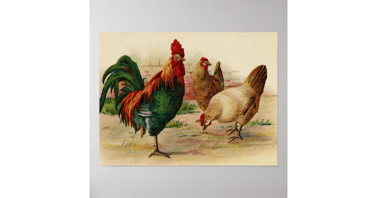 Vintage Chickens Country wall poster | Zazzle