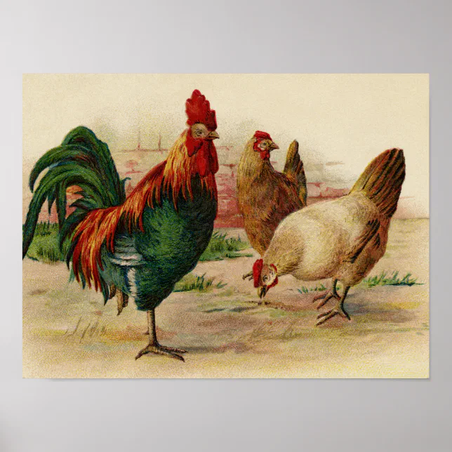 Vintage Chickens Country wall poster | Zazzle