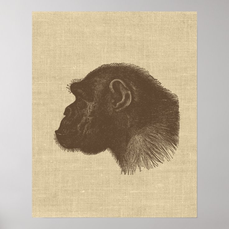 Vintage Chimpanzee Illustration on Burlap Poster | Zazzle