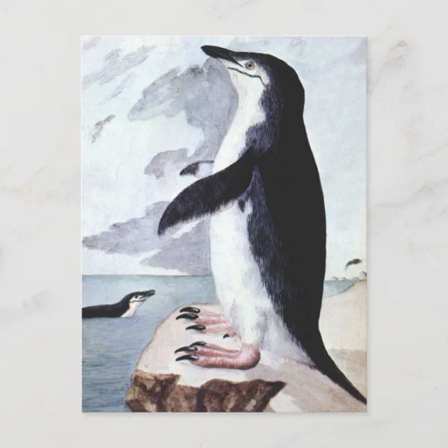 Vintage Chinstrap Penguin, Birds from Antarctica Postcard | Zazzle