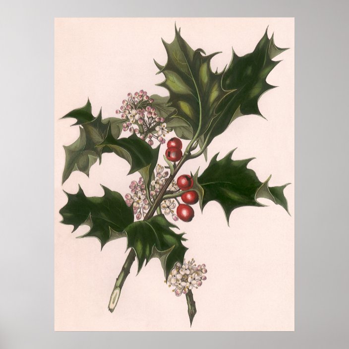 Vintage Christmas, Holly Plant with Red Berries Poster | Zazzle.com