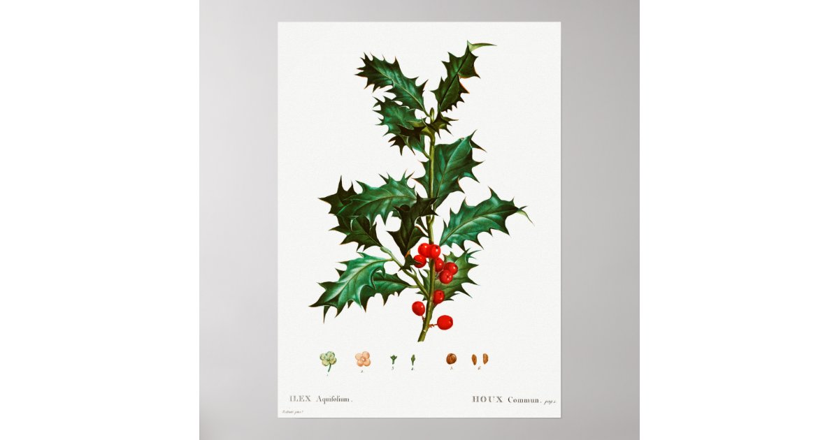 Vintage Christmas Mistletoe Poster | Zazzle