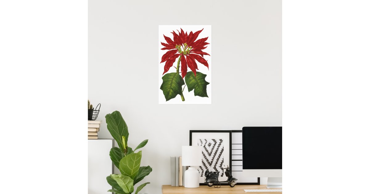 Vintage Christmas, Red Poinsettia Winter Plant Poster | Zazzle