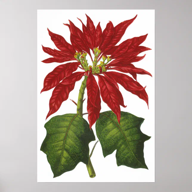 Vintage Christmas, Red Poinsettia Winter Plant Poster | Zazzle