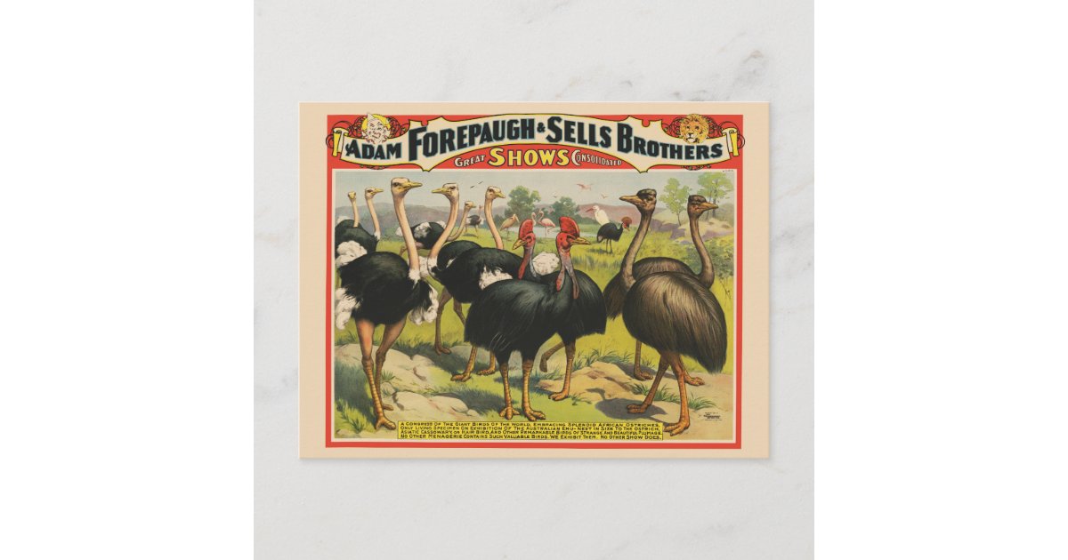 Vintage Circus Showing Ostriches And Large Birds. Postcard | Zazzle