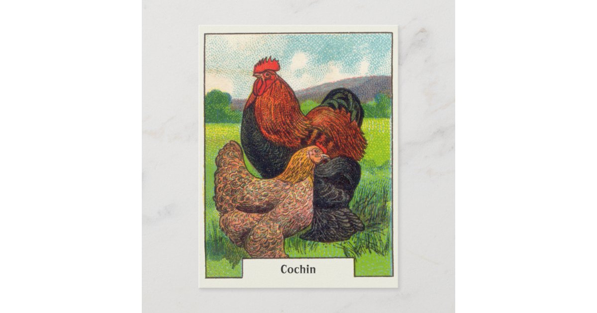 Vintage Cochin Chickens Postcard | Zazzle