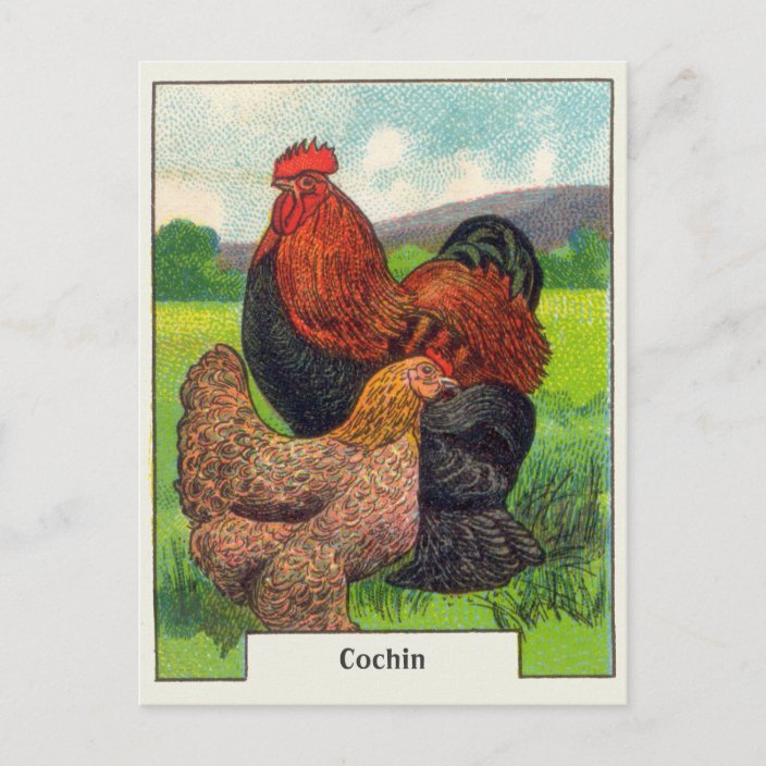 Vintage Cochin Chickens Postcard | Zazzle.com